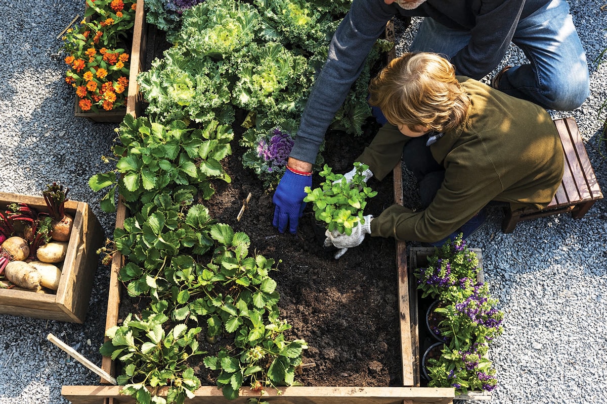 5 Reasons to Grow Organic Vegetables - Earth's Ally