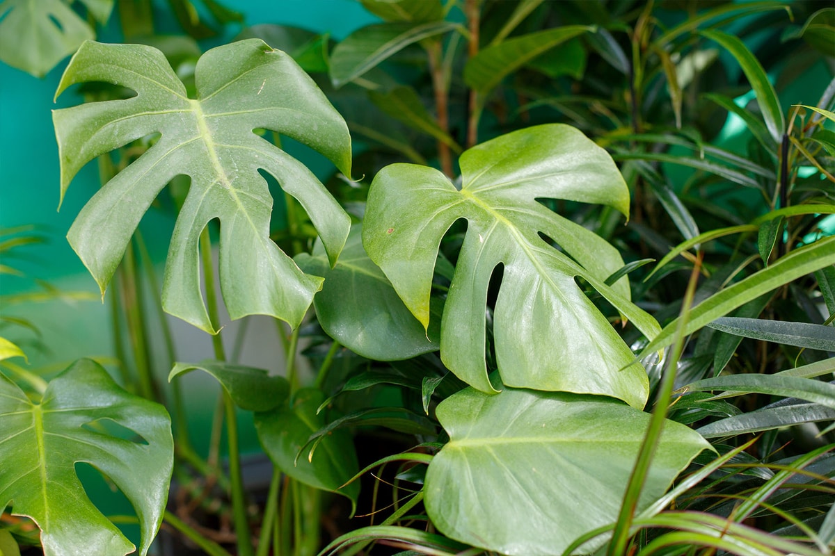 How to Care for Monstera Plants - Earth's Ally
