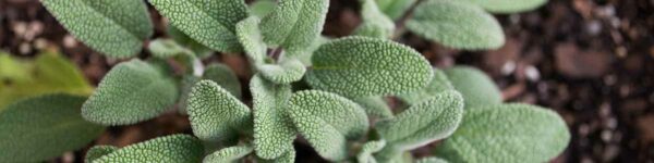 Natural Pest Control: 5 Herb Plants to Keep Insects Away