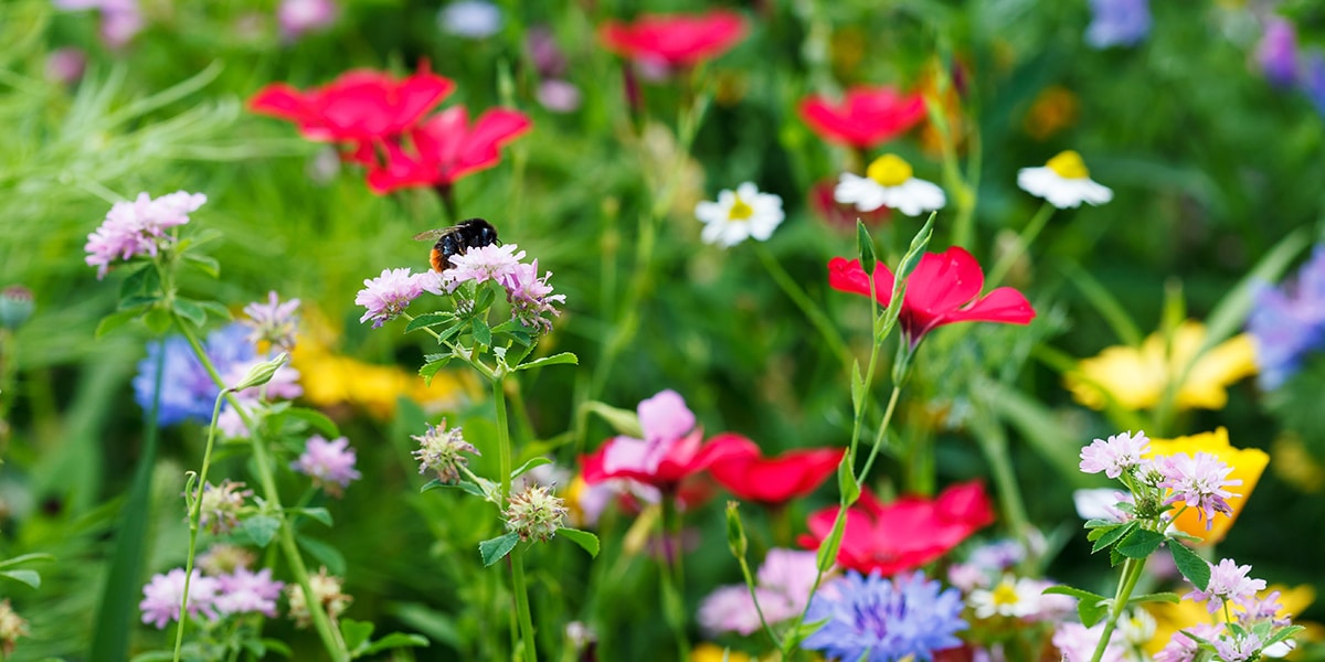 How to Create a Pollinator Garden - Bee Friendly Plants - Earth's Ally