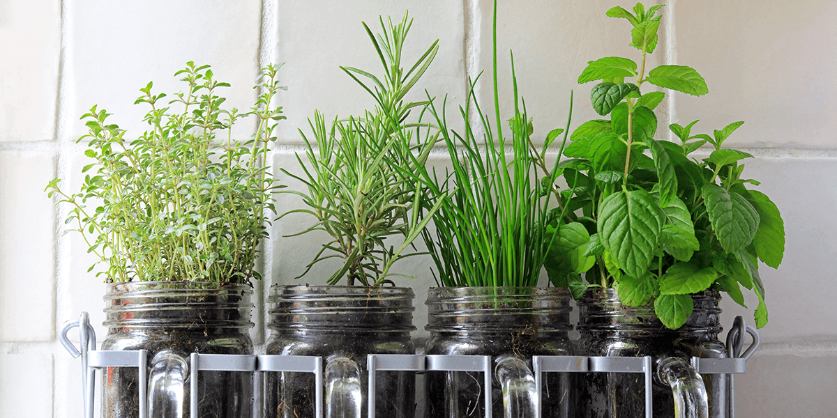 Growing Herbs From Cuttings - Growing Herbs Indoors