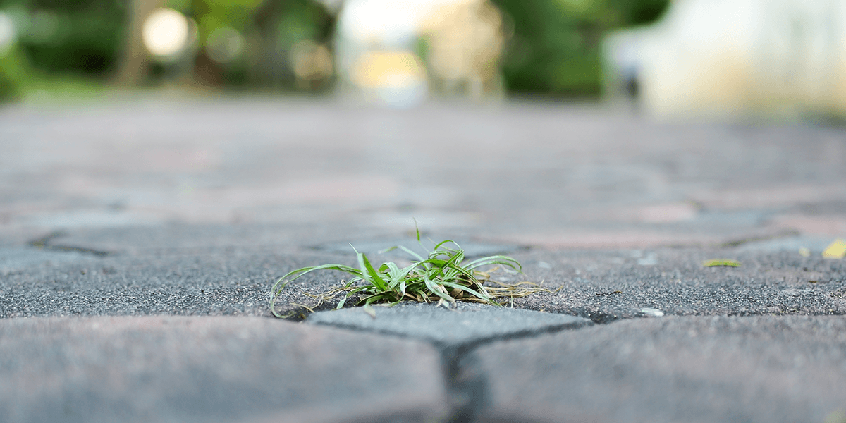 Expert Tips for Using Earth’s Ally Weed & Grass Killer Concentrate ...