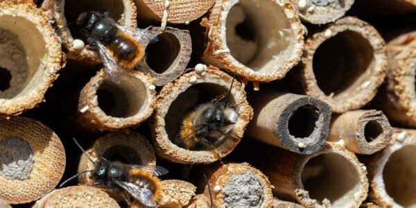How to Build a DIY Bee House - Pollinator Garden Notes
