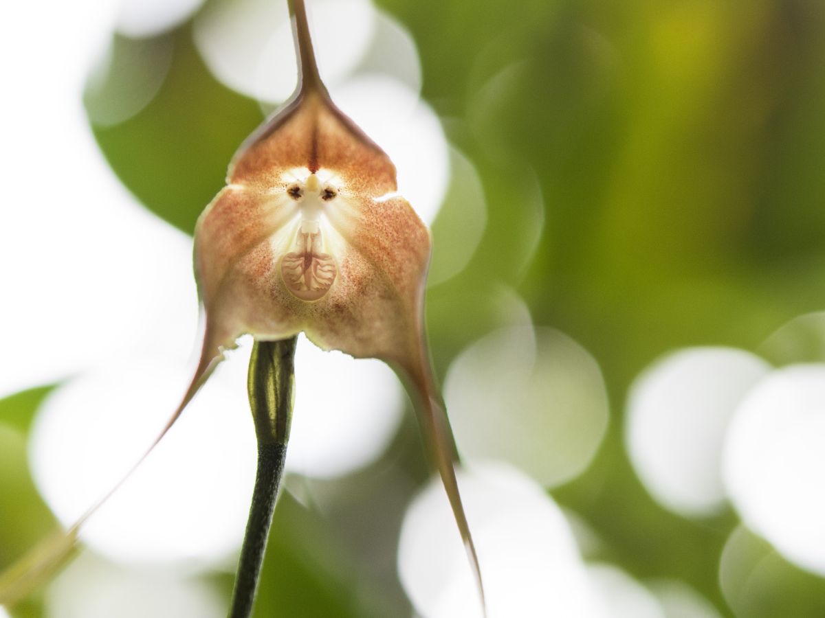 Flowers with Faces - Earth's Ally