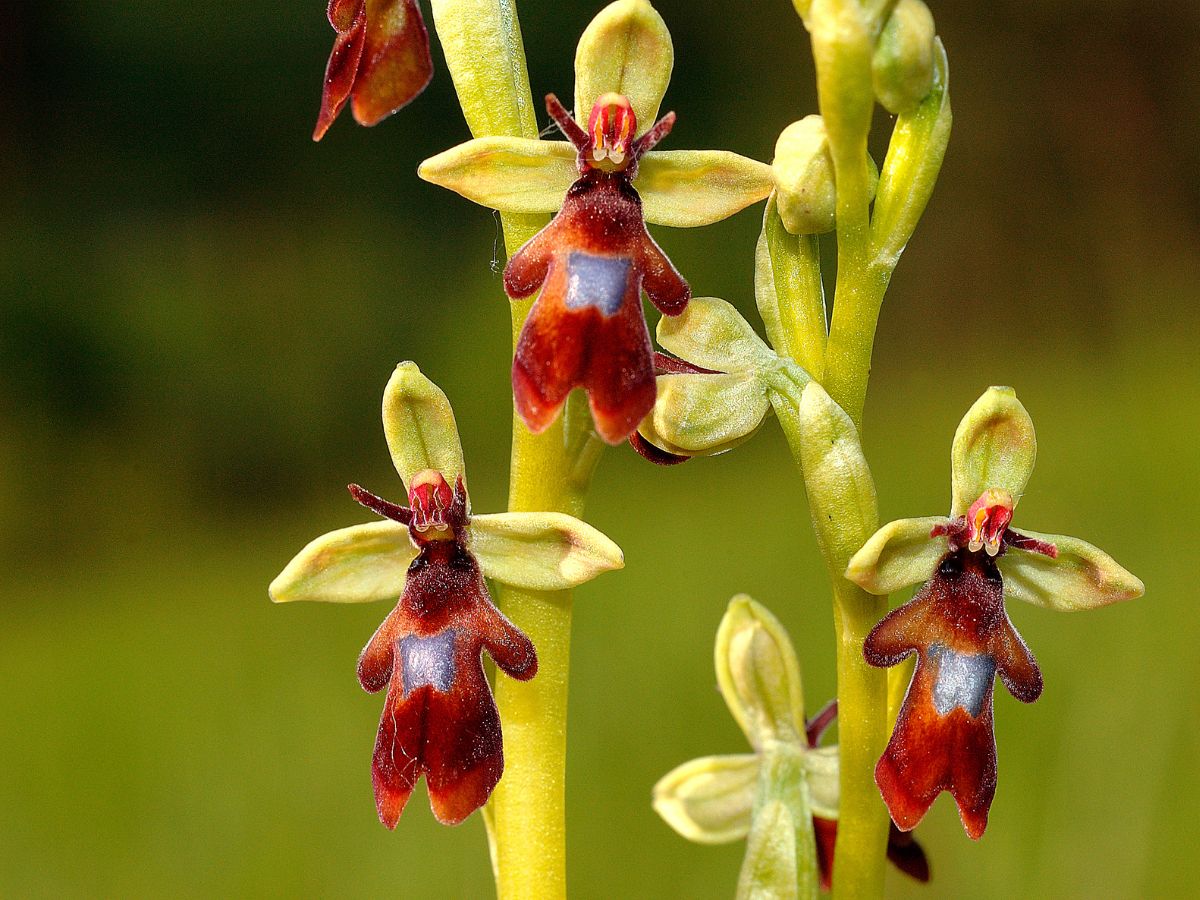 Flowers with Faces - Earth's Ally