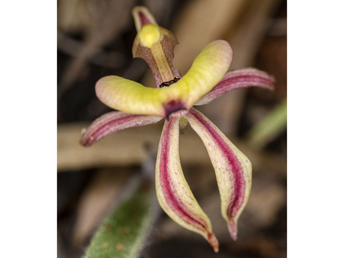 Flowers with Faces - Earth's Ally