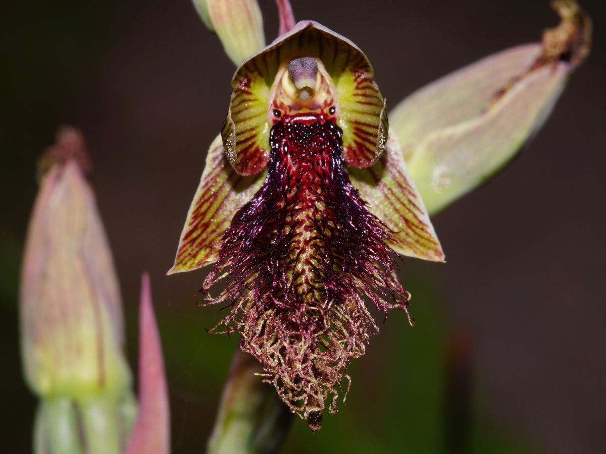 Flowers with Faces - Earth's Ally