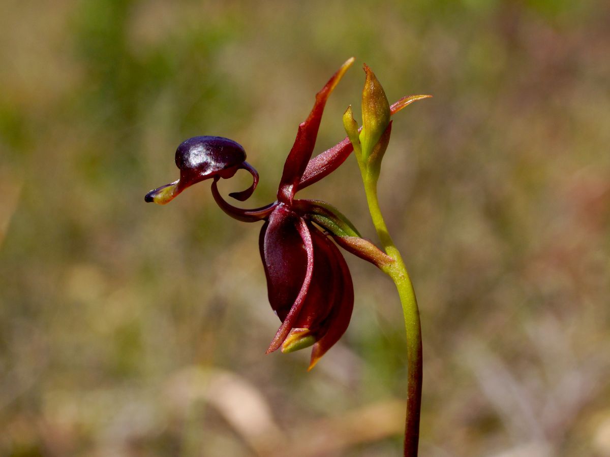 Flowers with Faces - Earth's Ally