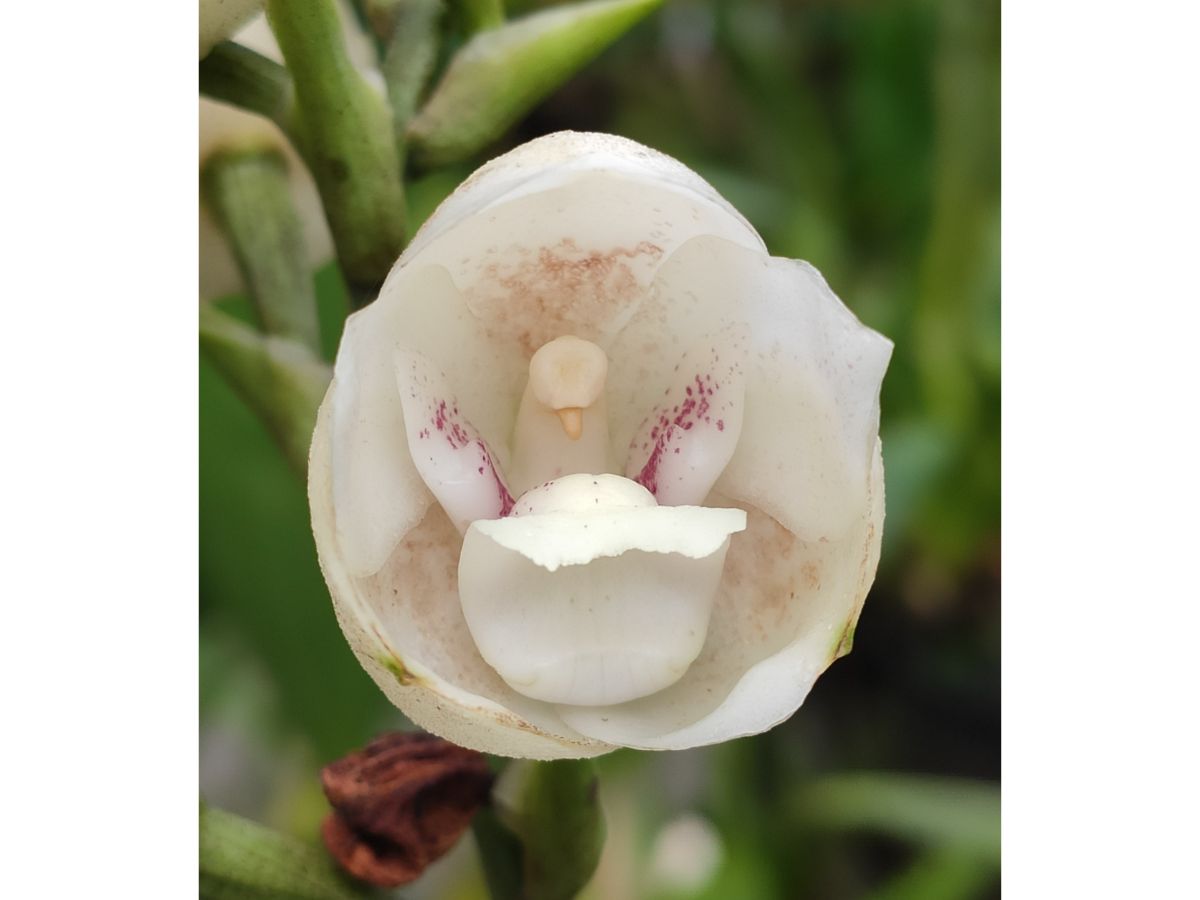 Flowers with Faces - Earth's Ally