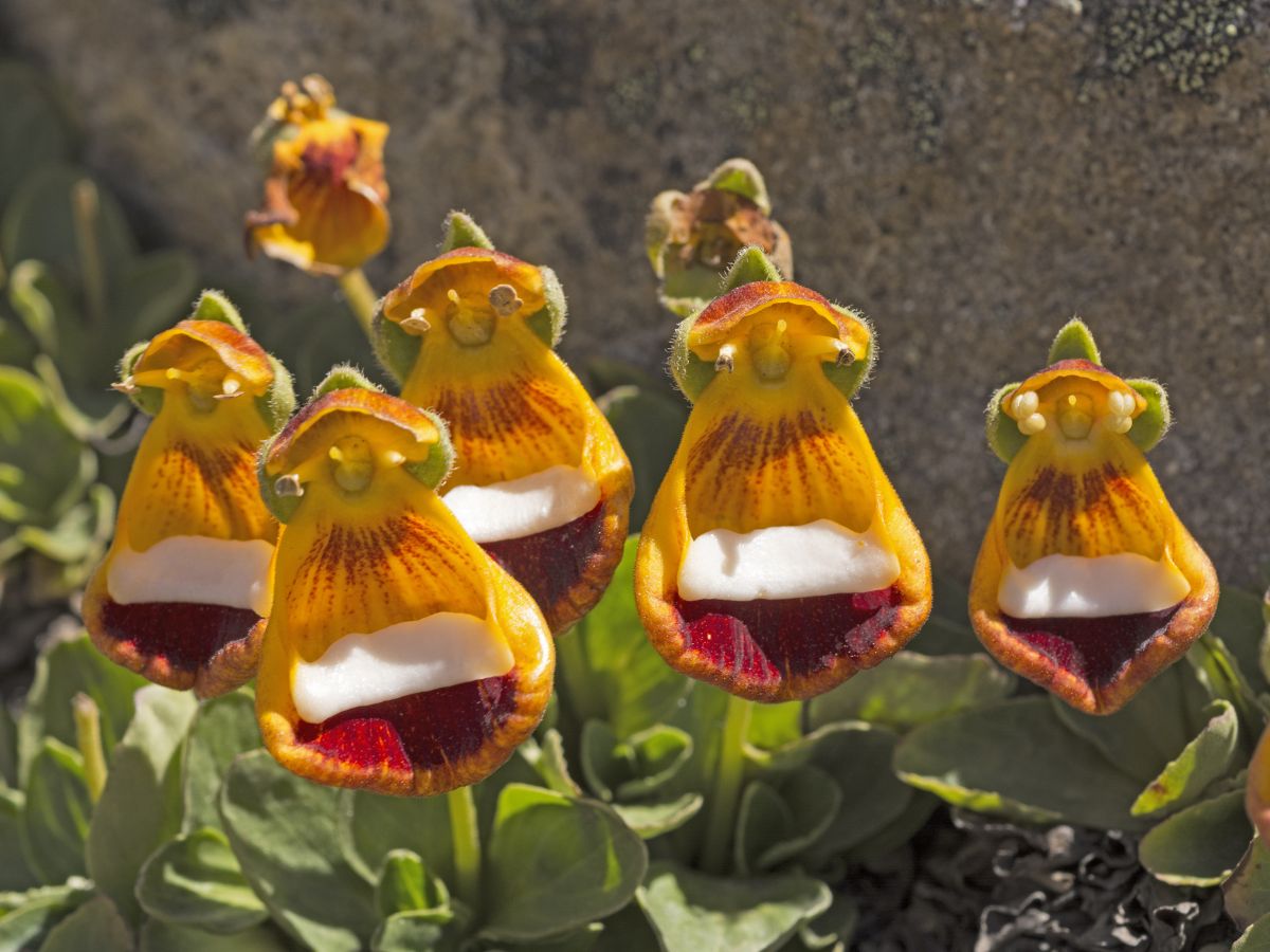 Flowers with Faces - Earth's Ally