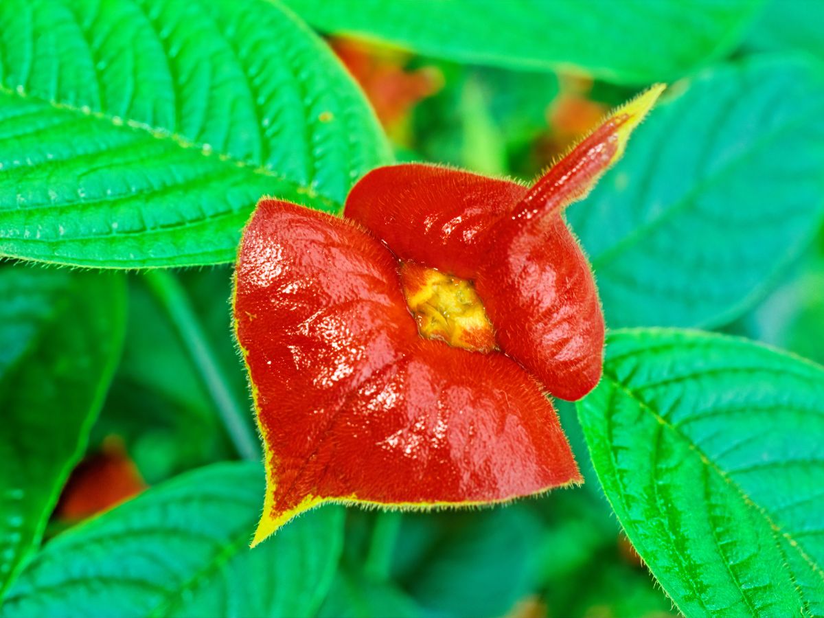 Flowers with Faces - Earth's Ally