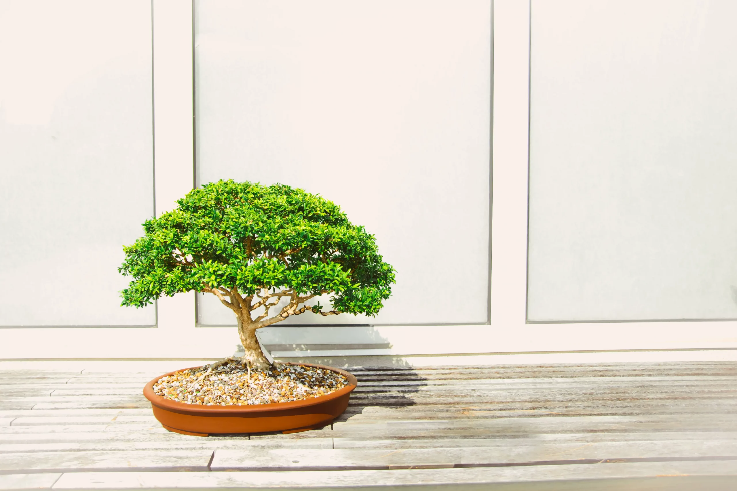 Basics of Bonsai for Beginners | Bonsai 101 - Earth's Ally