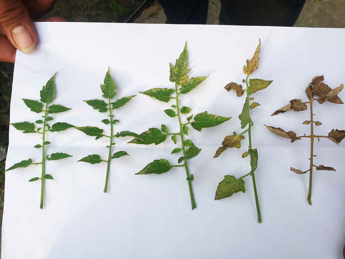 All About Thrips - Earth's Ally