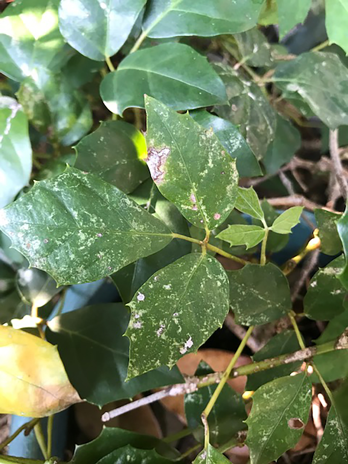 All About Thrips - Earth's Ally