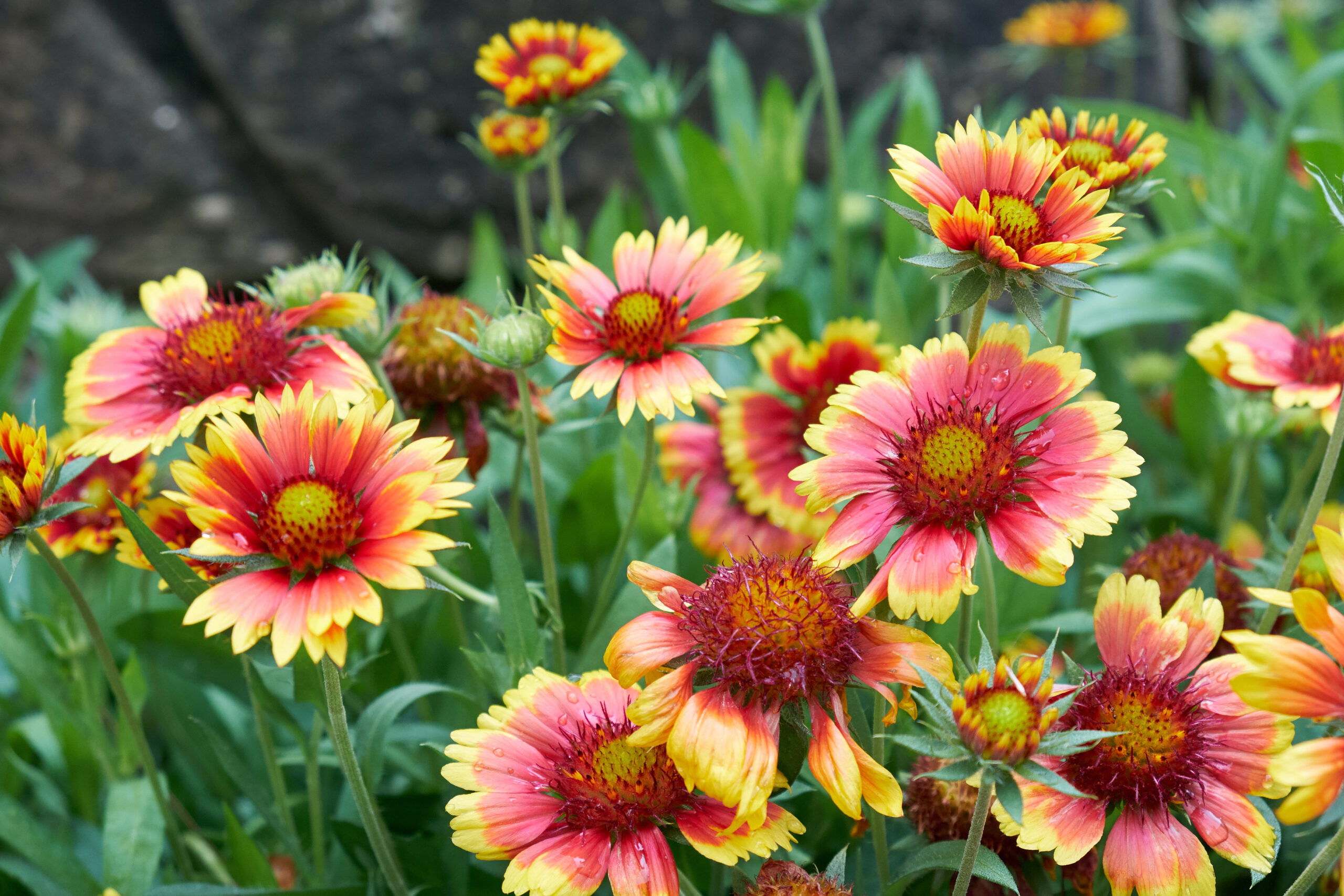 Heat Tolerant Flowering Shrubs Full Sun Flowering Shrubs That Like