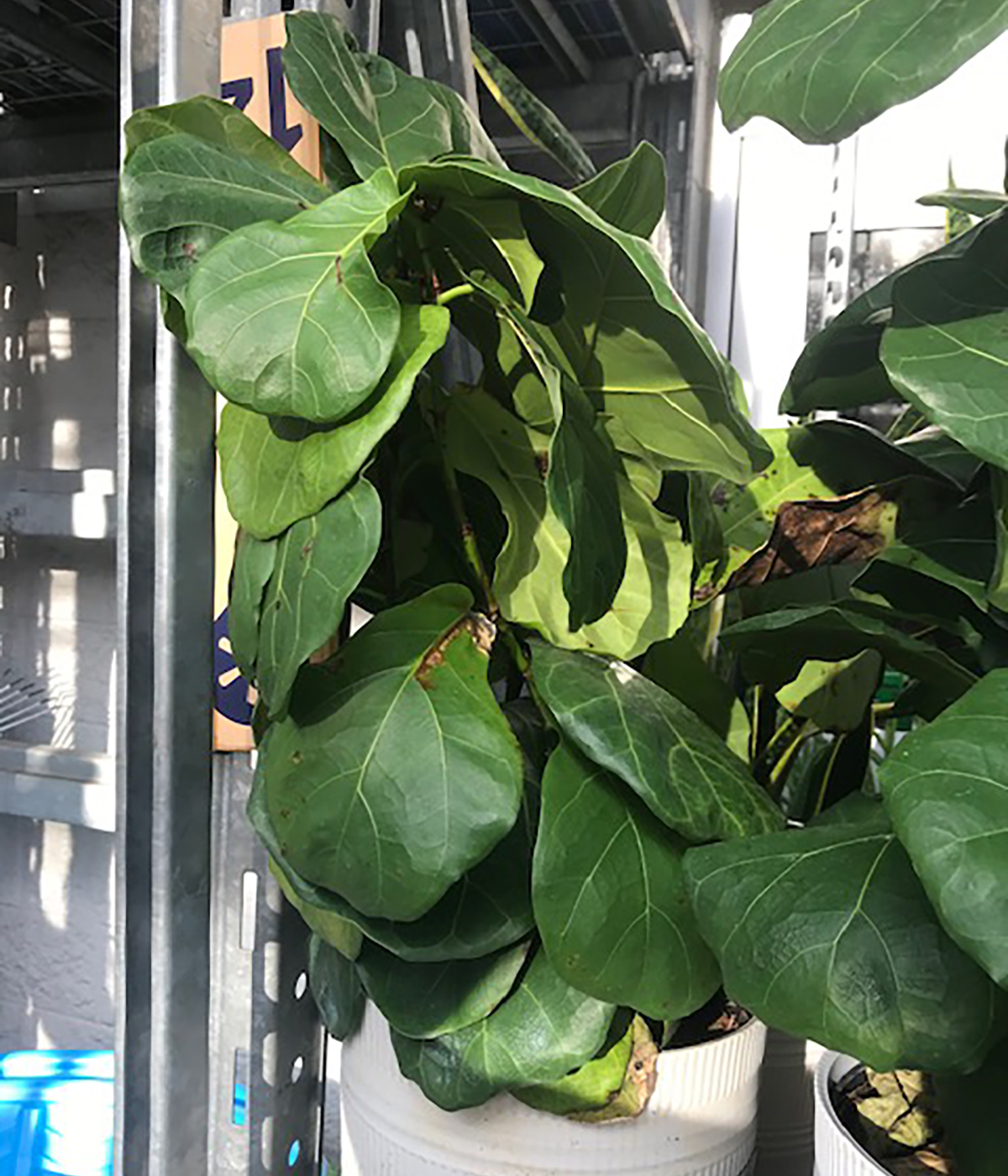 And the Fiddle Leaf Fig Takes Center Stage - Earth's Ally