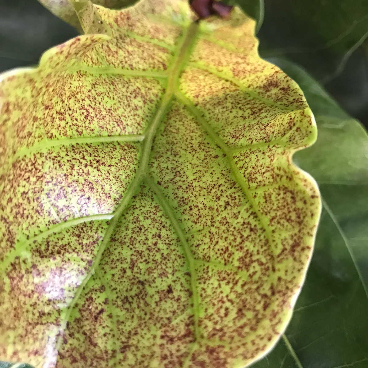 And the Fiddle Leaf Fig Takes Center Stage - Earth's Ally