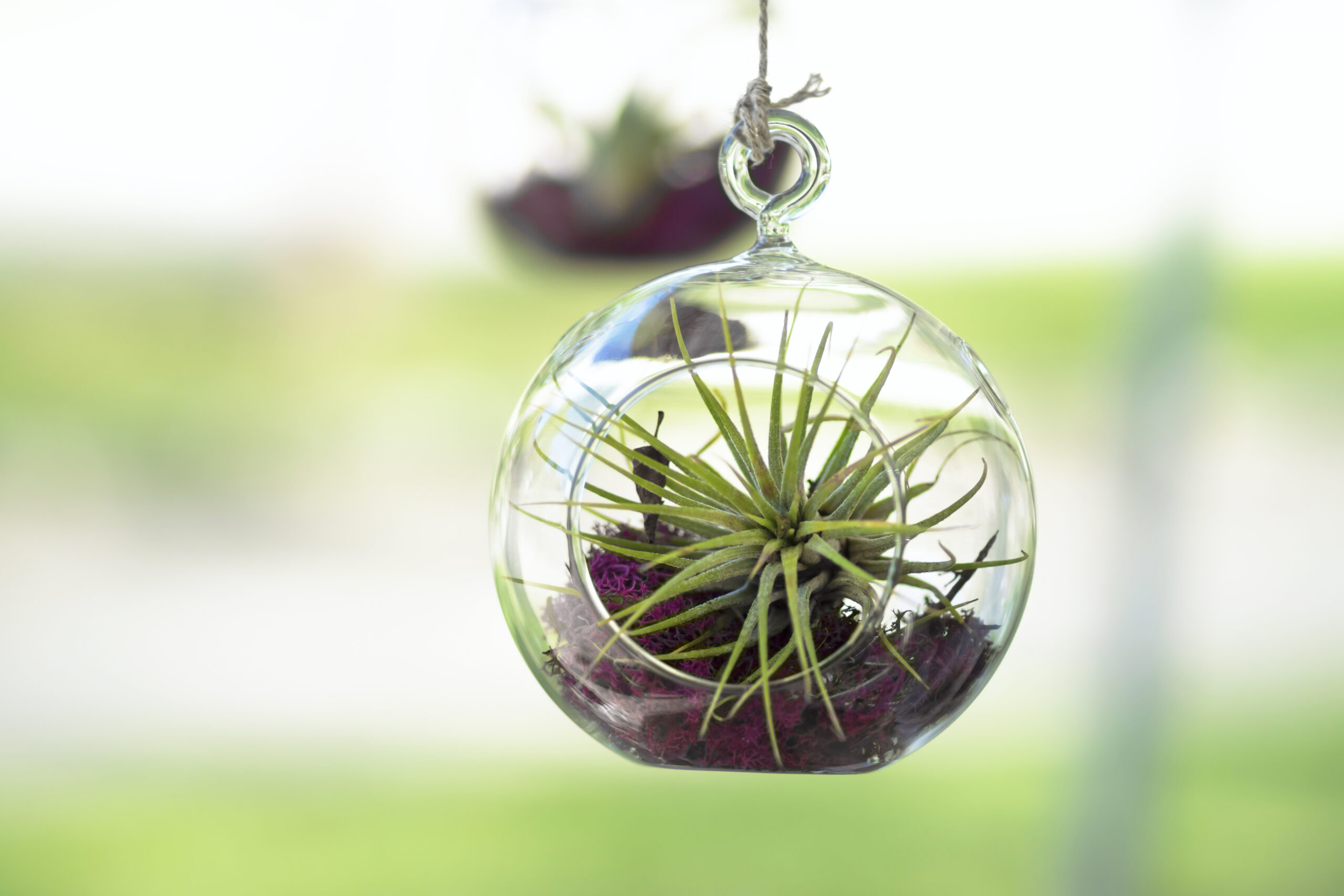 Growing Airborne: Your Guide To Growing Air Plants - Earth's Ally