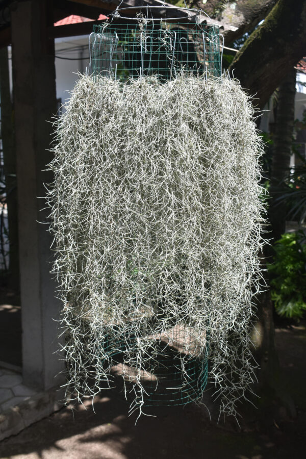 Growing Airborne: Your Guide To Growing Air Plants - Earth's Ally