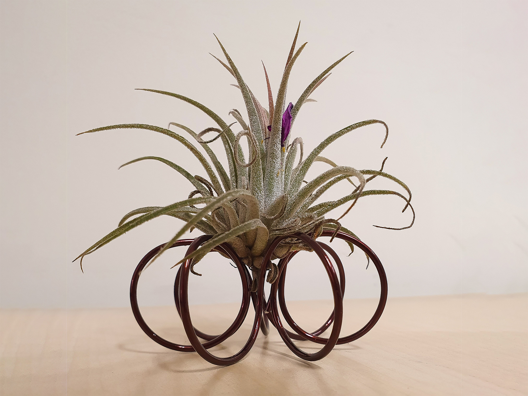 Growing Airborne: Your Guide To Growing Air Plants - Earth's Ally